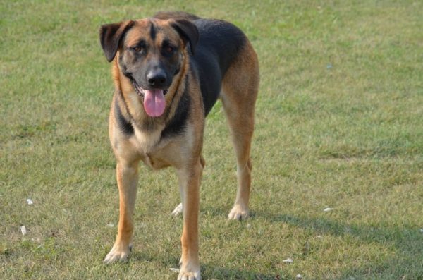 German Shepherd Lab Mix: Pictures, Guide, Info, Care & More! – Dogster
