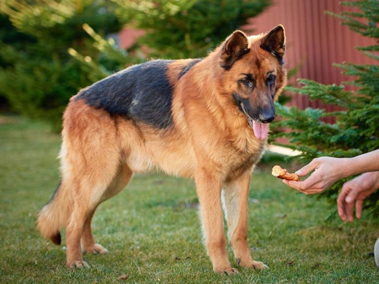 Giant German Shepherd: Info, Pictures, Origin & History – Dogster