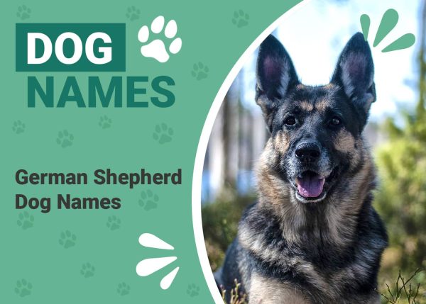 250+ German Shepherd Names: Popular & Unique Ideas 2025 – Dogster