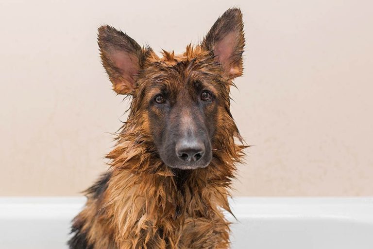 How Often Should You Bathe a German Shepherd? Vet-Verified Grooming ...