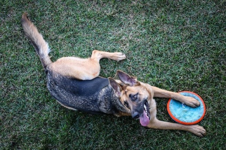 11 Best Games to Play with Your German Shepherd: Fun Activities You Can ...