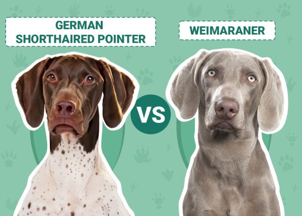 German Shorthaired Pointer vs Weimaraner: Differences Explained (With ...