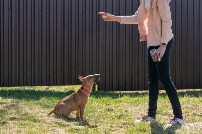 How To Calm A Hyper Dog: 10 Vet-Approved Ways – Dogster