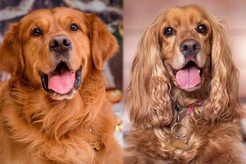 Golden Cocker Retriever Dog Breed: Info, Pictures, Care & More – Dogster