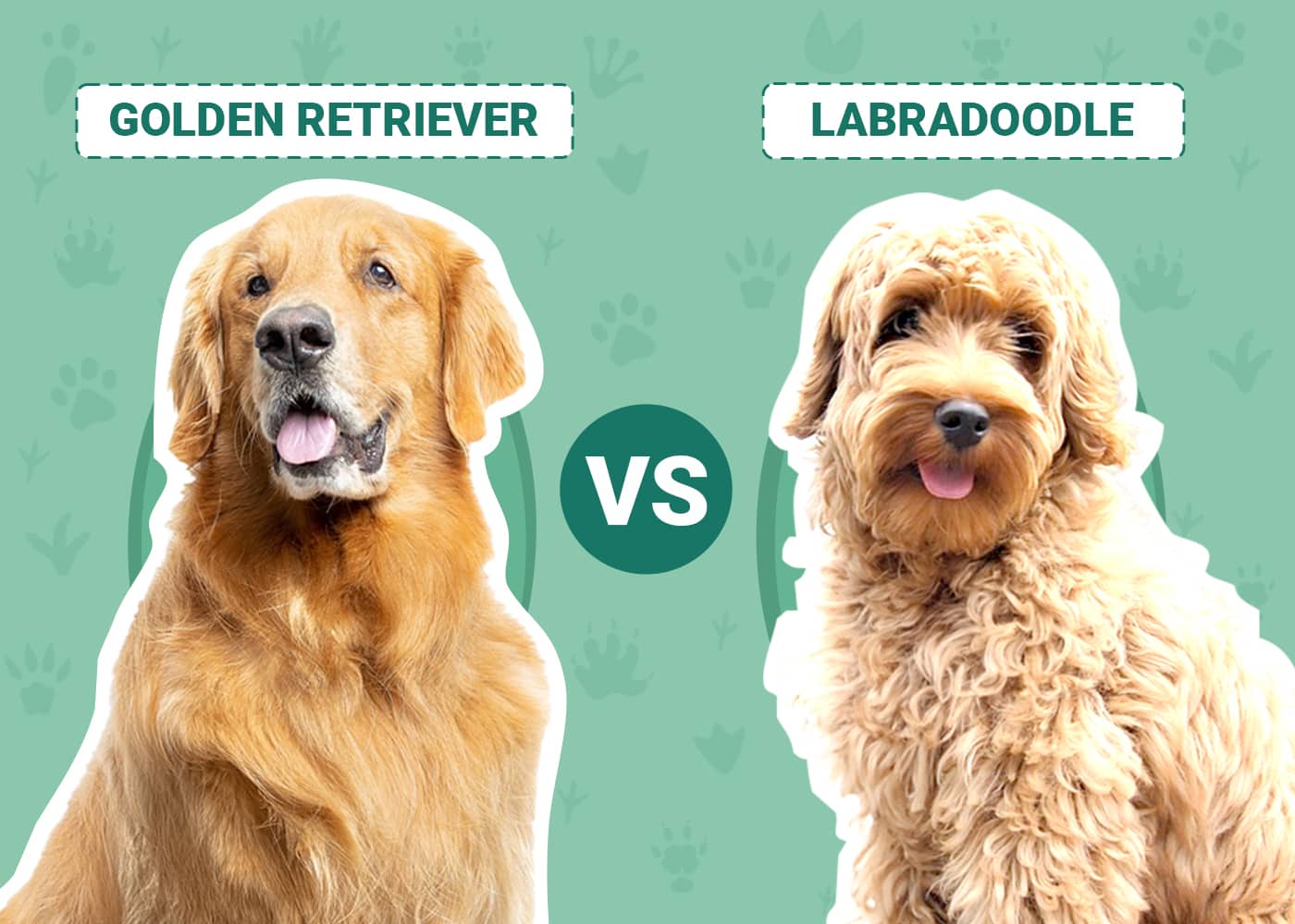 Golden Retriever vs Labradoodle: Surprising Differences (With Pictures ...