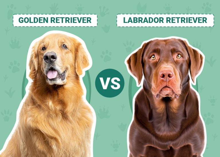 Golden Retriever vs Labrador Retriever: The Key Differences (With ...