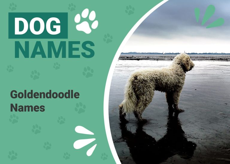 325+ Adorable Goldendoodle Names – Dogster