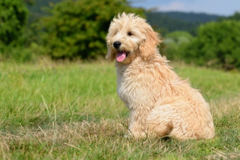 How Big Does a Goldendoodle Get? Average Weight & Growth Chart – Dogster