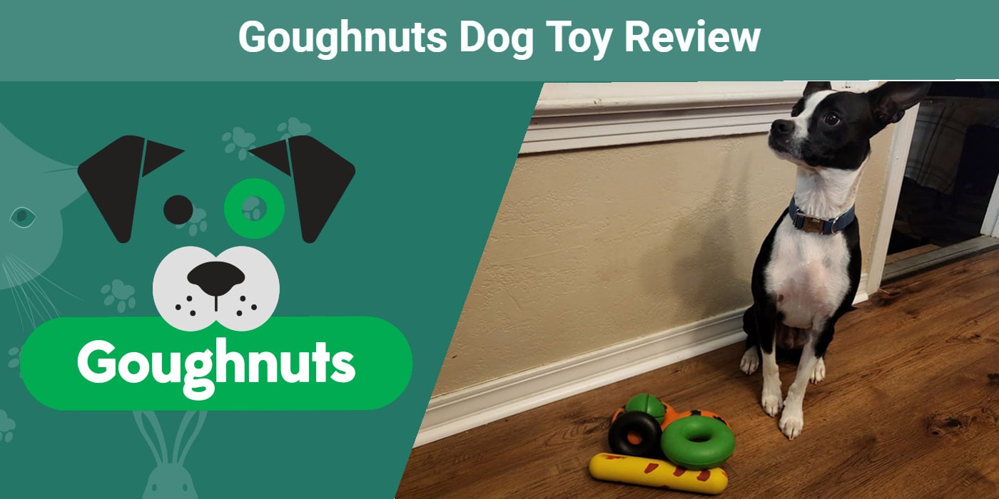 Goughnuts Dog Toy Review 2024: Is It a Good Value? An Expert's Breakdown – Dogster