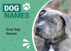 180+ Gray Dog Names: The List of Unique, Colorful, & Popular Ideas ...