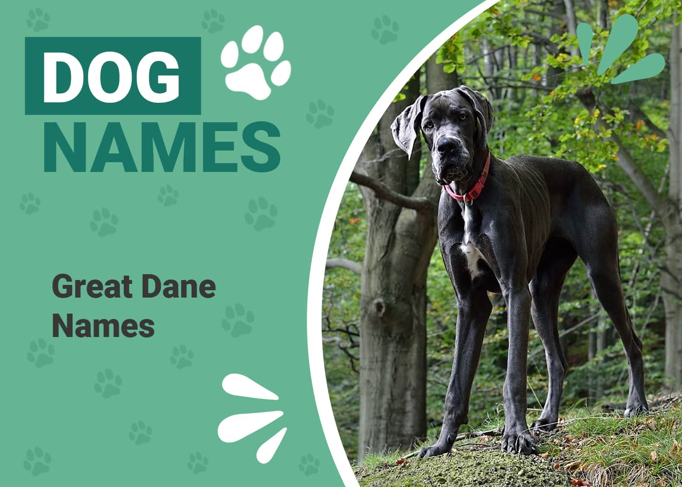 150+ Great Dane Names: The Most Popular Picks in 2025 – Dogster