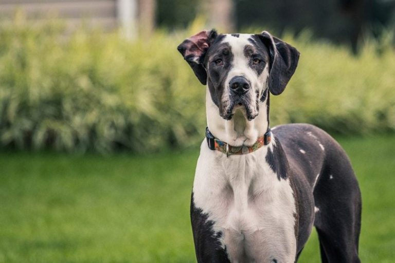 What Were Great Danes Bred For? History & FAQ – Dogster