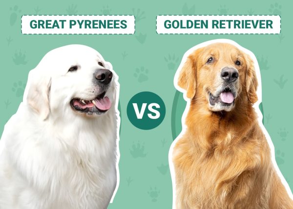 Great Pyrenees vs Golden Retriever: Key Diffenences Explained (With ...