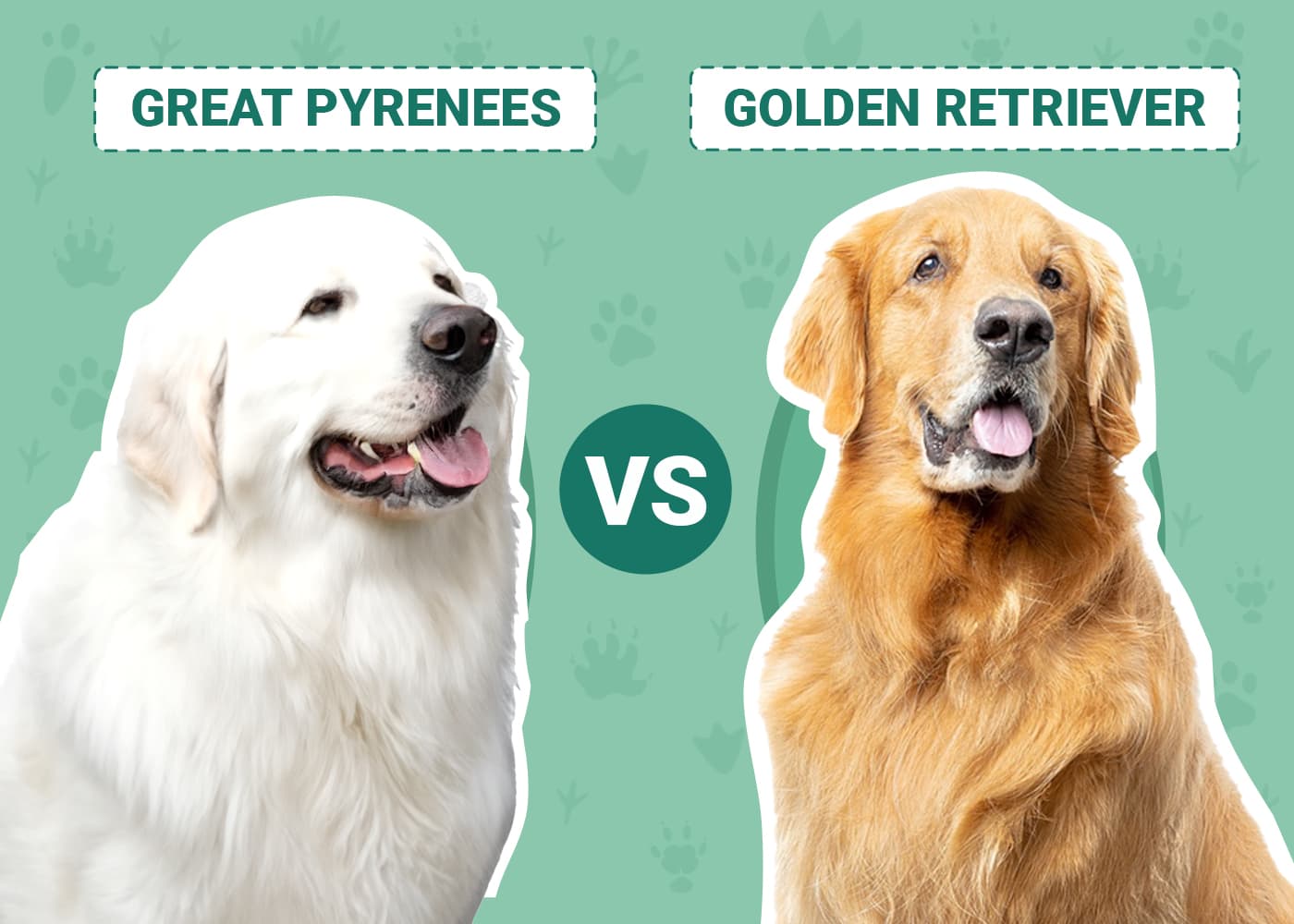 Great Pyrenees vs Golden Retriever: Key Diffenences Explained (With ...