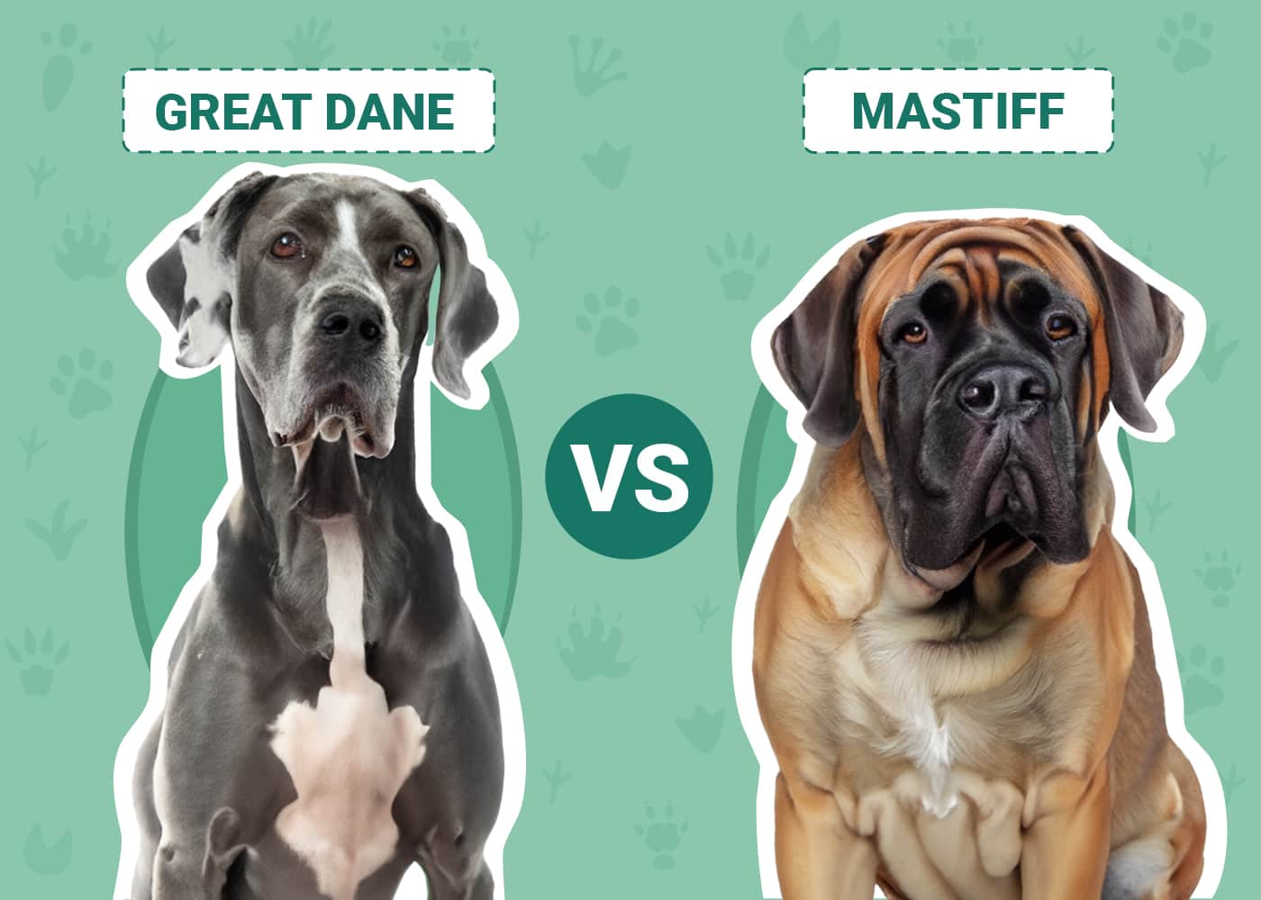 Great Dane vs. Mastiff: What’s the Difference? (With Pictures) – Dogster