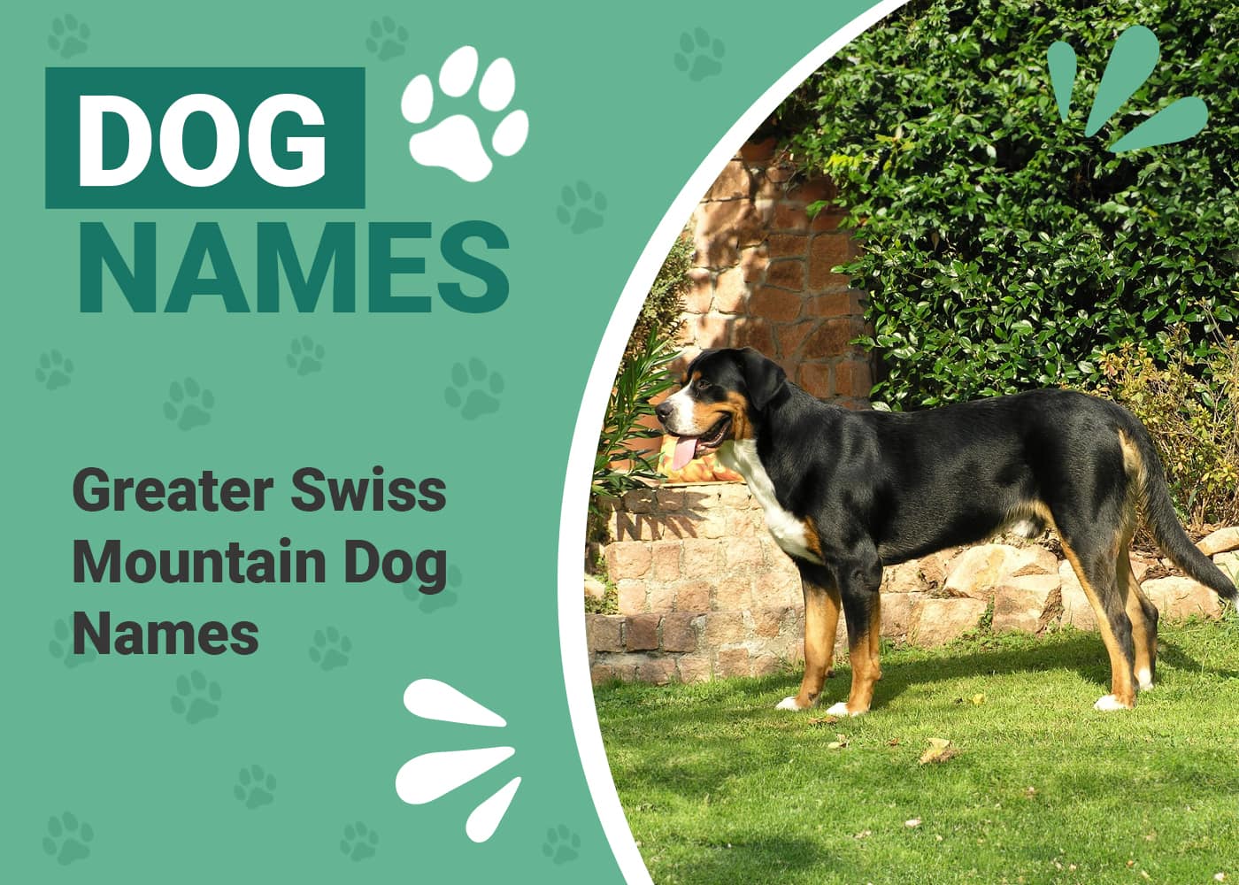 60+ Popular & Unique Greater Swiss Mountain Dog Names – Dogster