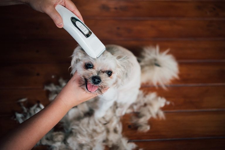 10 Best Dog Clippers for Thick and Matted Hair in 2026 - Reviews & Top ...