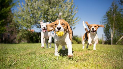 6 Signs Of Healthy Dog Play & How To Encourage It (Vet Approved) – Dogster