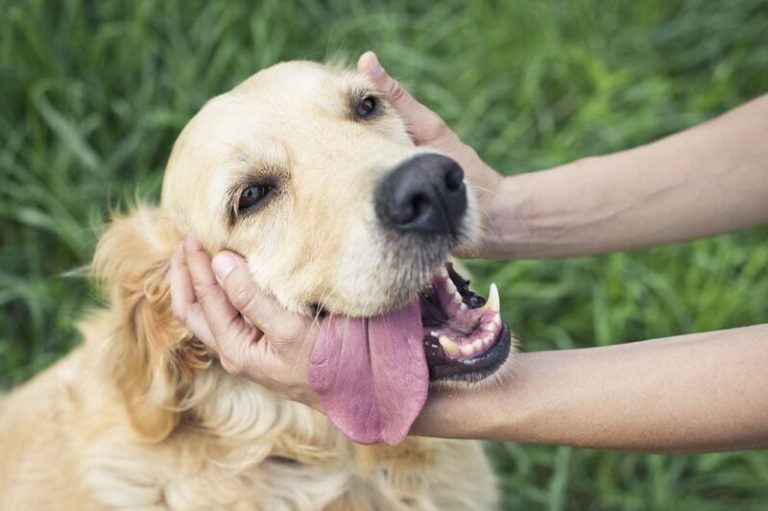 Why Do Dogs Like to Be Petted? 5 Vet-Verified Reasons – Dogster