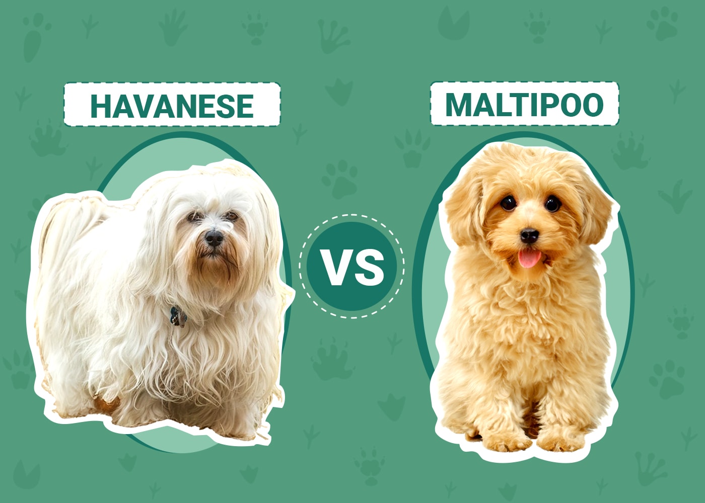 Havanese vs. Maltipoo: What’s the Difference? (With Pictures) – Dogster