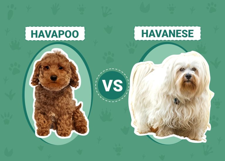 Havapoo vs Havanese: Which One Is Right for Me? (With Pictures) – Dogster