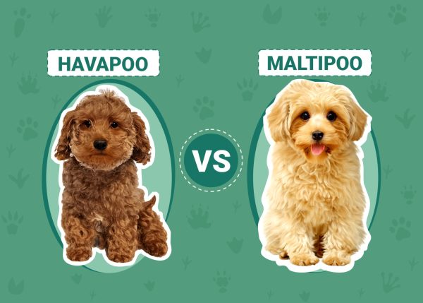 Havapoo vs. Maltipoo: The Main Differences (With Pictures) – Dogster