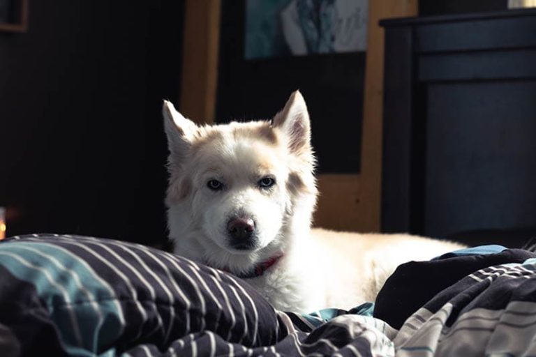 Samusky (Samoyed Husky Mix): Info, Pictures, Care & More – Dogster