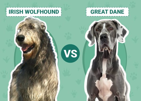 Irish Wolfhound vs Great Dane: Key Differences (With Pictures) – Dogster