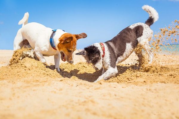 How to Stop Your Dog From Digging: 9 Effective Vet-Approved Tips – Dogster