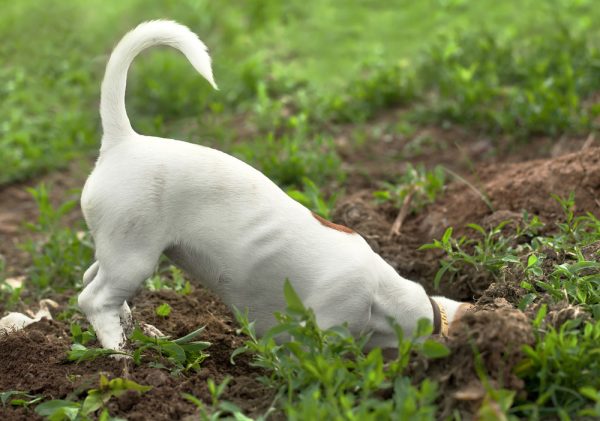 Why Does My Dog Spill Their Food? 7 Vet-Verified Reasons – Dogster