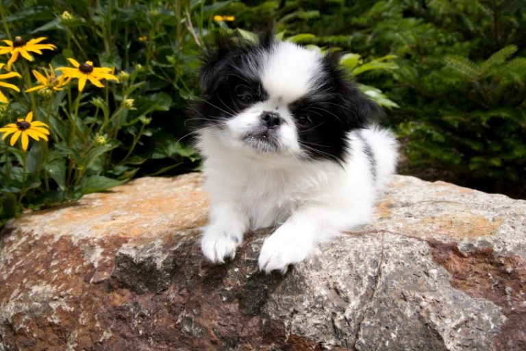 Japanese Chin Dog Breed: Info, Pictures, Facts & Traits – Dogster
