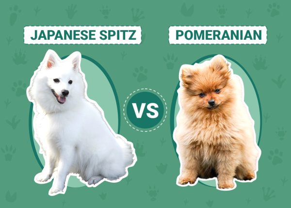 Japanese Spitz vs Pomeranian: Key Differences (With Pictures) – Dogster