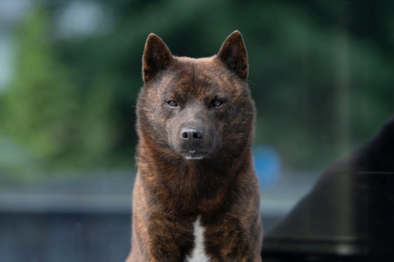 11 Japanese Dog Breeds: Info, Pictures, History & Characteristics – Dogster