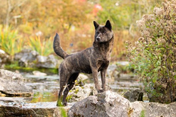 Kai Ken Dog Breed: Info, Pictures, Facts, & Traits – Dogster