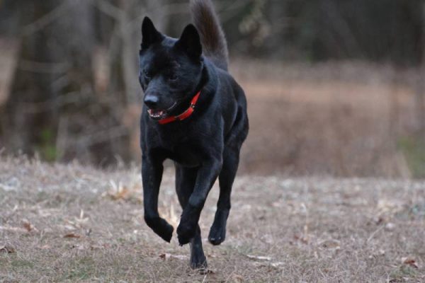 Kai Ken Dog Breed: Info, Pictures, Facts, & Traits – Dogster