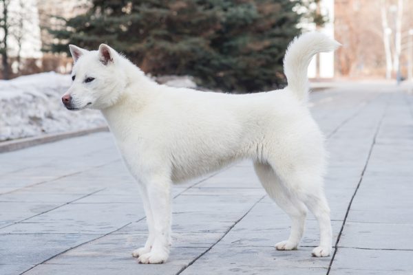 11 Japanese Dog Breeds: Info, Pictures, History & Characteristics – Dogster