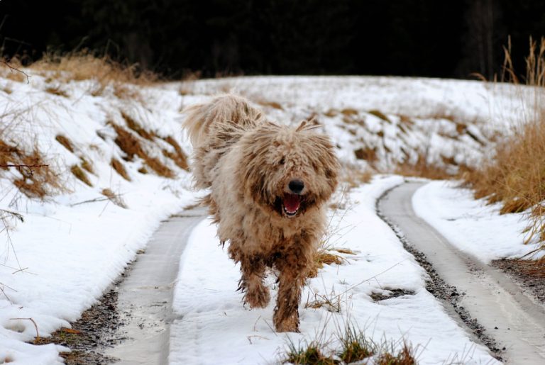 13 Dogs With Curly Ears: Info, Pictures, Facts & History – Dogster