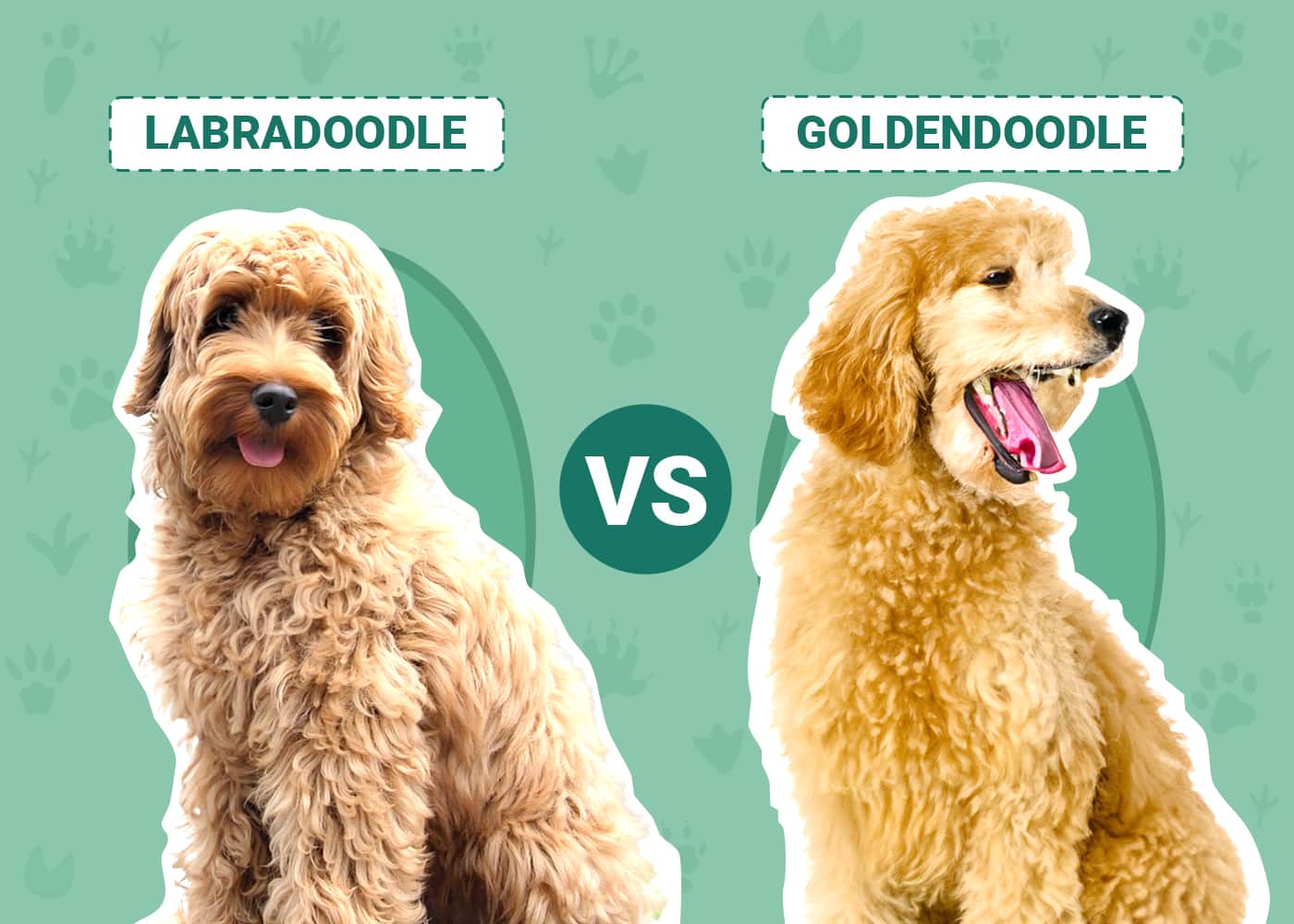 Labradoodle vs. Goldendoodle: The Differences (With Pictures) – Dogster
