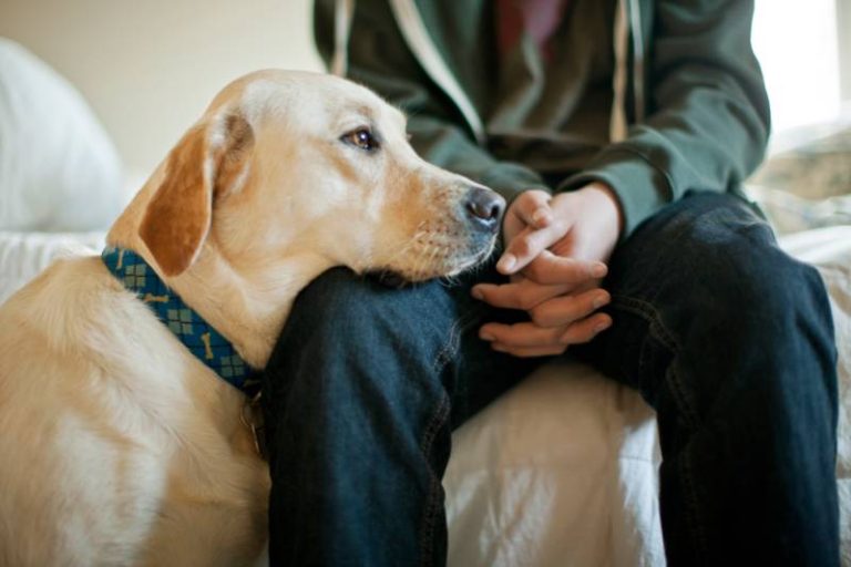 Can a Dog Have PTSD? Vet-Approved Causes, Signs & Care – Dogster