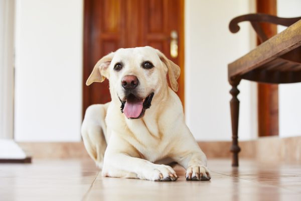 12 Best Dog Breeds for Single Guys: Info, Pictures, Temperament ...