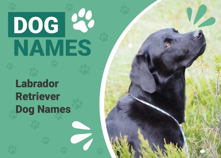 150+ Labrador Retriever Names: Popular & Unique Lab Names 2025 – Dogster