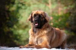Leonberger Dog: Breed Info, Pictures, Facts, & Traits – Dogster