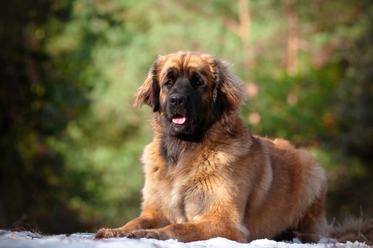 Leonberger Dog: Breed Info, Pictures, Facts, & Traits – Dogster