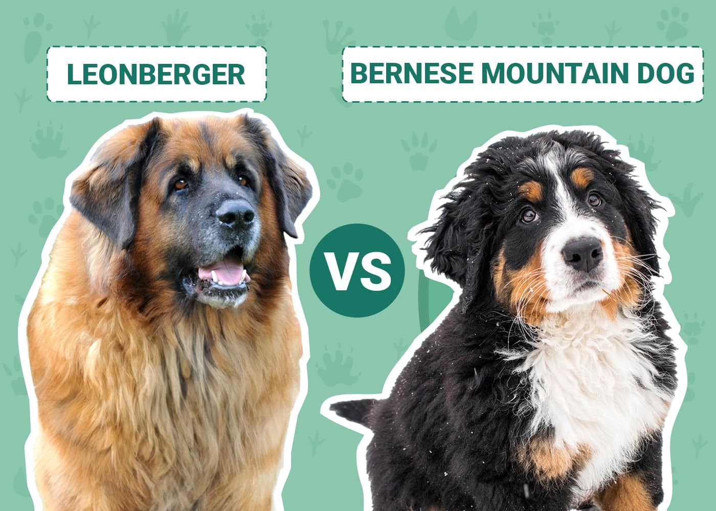 Leonberger vs Bernese Mountain Dog: Key Differences (With Pictures ...