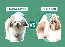 Lhasa Apso vs Shih Tzu: The Differences (With Pictures) – Dogster