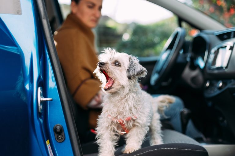 12 Vet-Approved Tips for Traveling in a Car With a Dog – Dogster