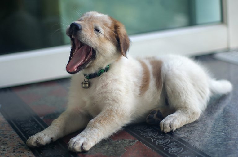 16 Dog Facial Expressions & What They Mean (With Pictures) – Dogster