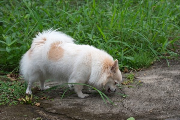 What Is Regurgitation in Dogs? The Differences With Vomiting – Dogster
