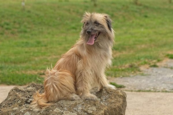 Pyrenean Shepherd Breed Info, Pictures, Traits, & Care – Dogster