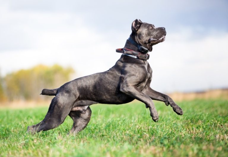 How Fast Can Cane Corsos Run? The Interesting Answer! – Dogster